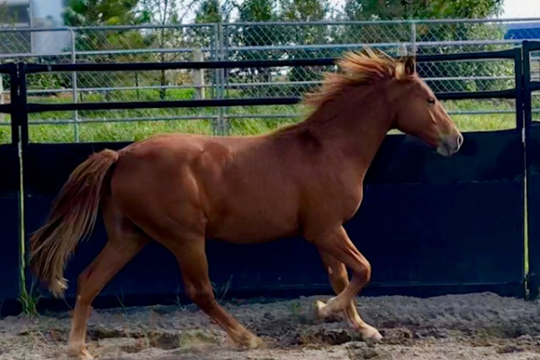 Breeding and Sales - West Gait Ranch